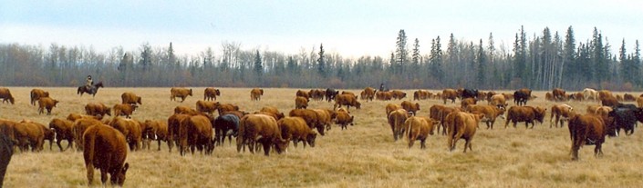 Alberta Beef Industry Conference – Alberta Beef Industry Conference